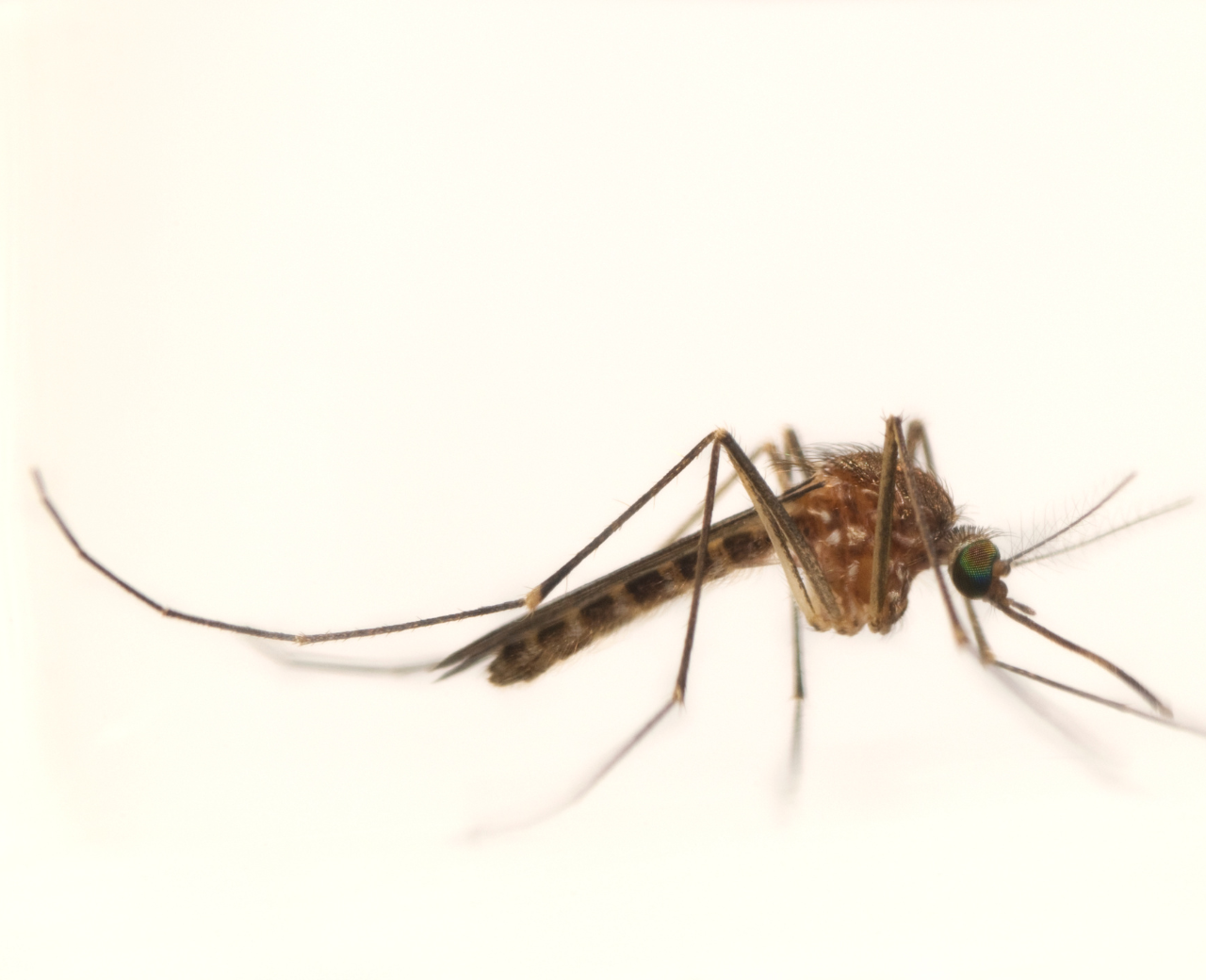 Mosquito Culex: Identificação, Impacto e Prevenção de Picadas